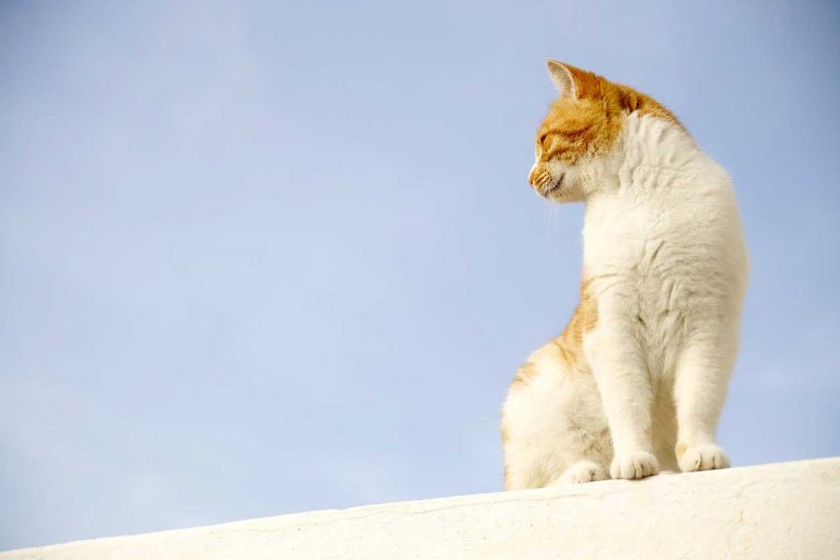 Tranquilization and Sedation in London, ON | London North Animal Hospital